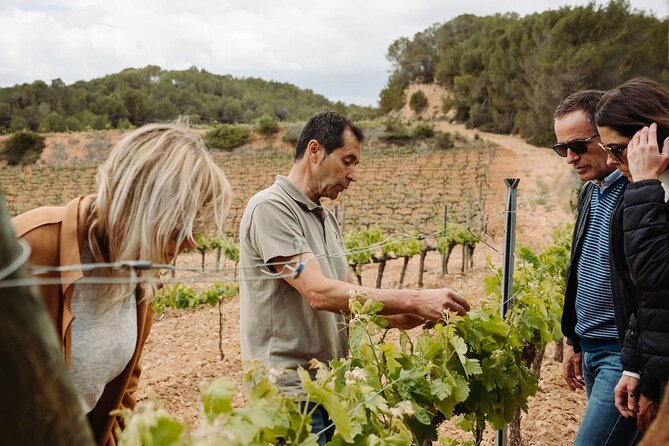 Montserrat and Cava Winery Full-Day Trip From Barcelona - Guest Experiences and Reviews