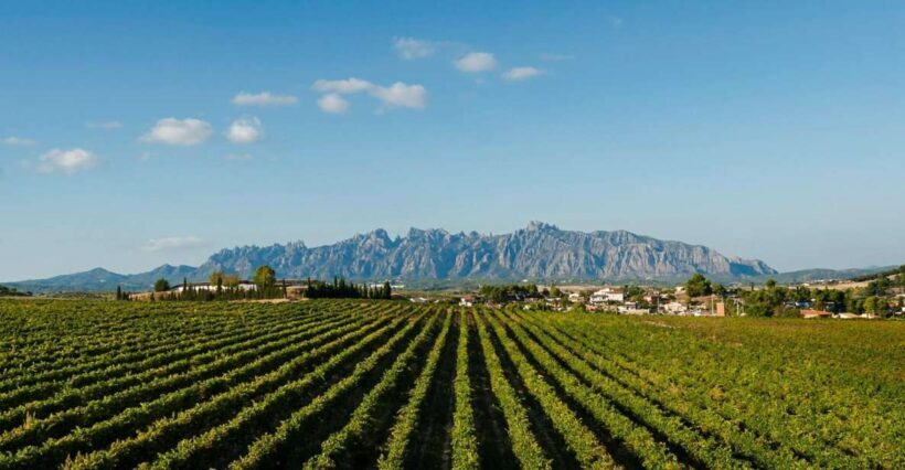 Montserrat & Cava Wineries Day Trip from Barcelona w/ Pickup - Key Points