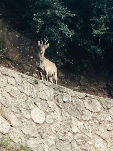 Montserrat & Cavas - An In-Depth Look at the Itinerary and Experience