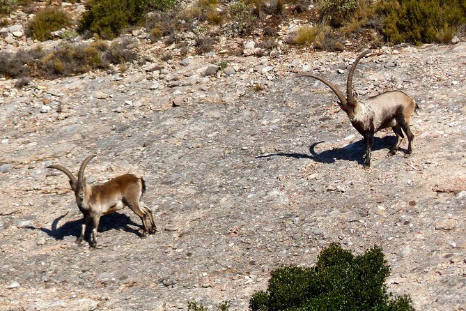 Montserrat Hiking Experience From Barcelona - Fitness Requirements and Accessibility