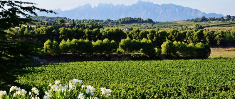 Montserrat: Private Half-Day Tour from Barcelona - Authentic Experiences & Traveler Feedback