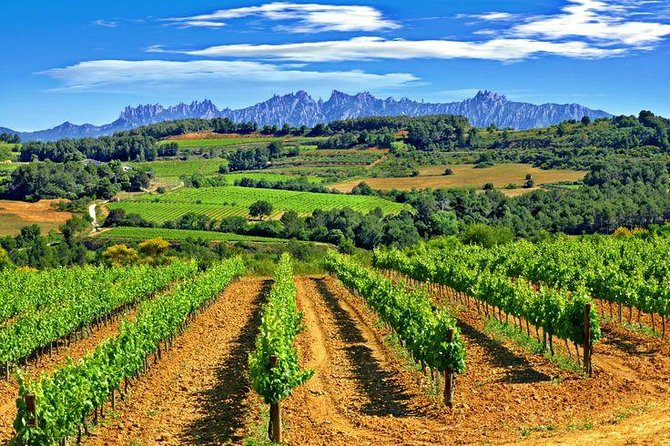 Montserrat,Vineyard, Wine Tasting Small Group Tour & Hotel Pickup - The Sum Up