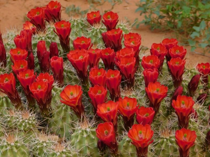 Monument Valley: Scenic 3.5-Hour Cultural Tour - Real Traveler Feedback: Authentic Insights