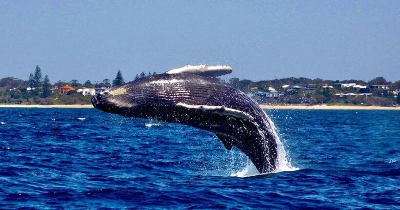 Mooloolaba: 2-Hour Whale Watching Adventure - What You Can Expect from This Tour