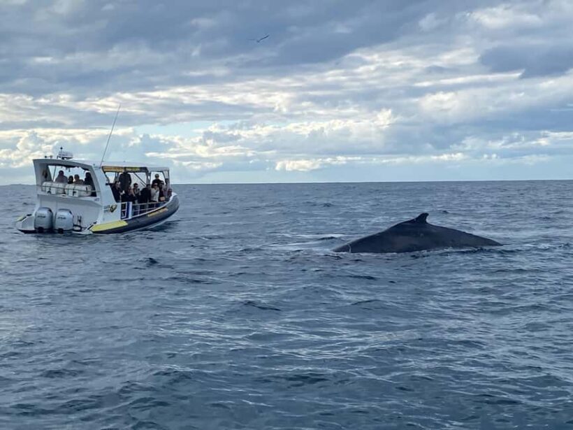 Mooloolaba: 2-Hour Whale Watching Adventure - Practical Tips for Your Whale Watching Trip