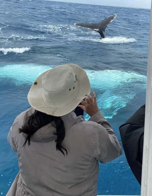 Mooloolaba: 2-Hour Whale Watching Adventure - Frequently Asked Questions
