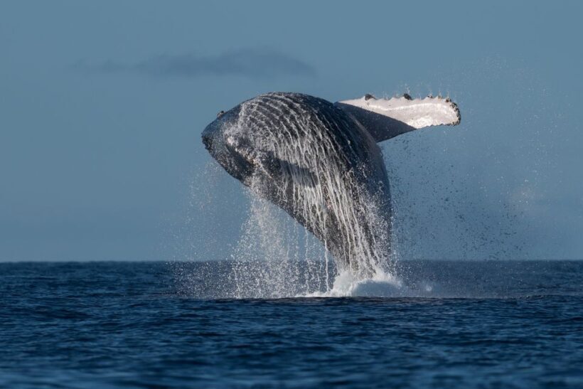 Mooloolaba: Whale Watching Cruise - Key Points