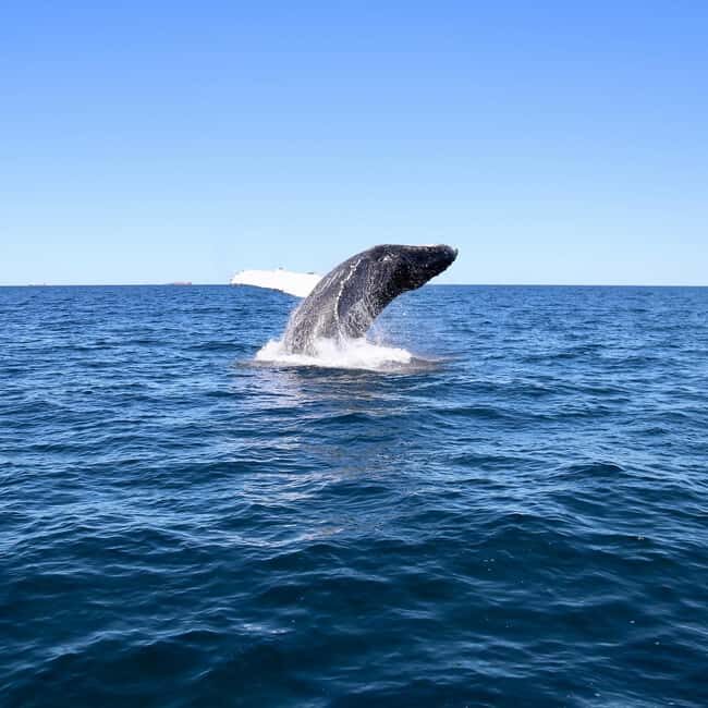 Mooloolaba: Whale Watching Cruise - The Experience: What Travelers Say