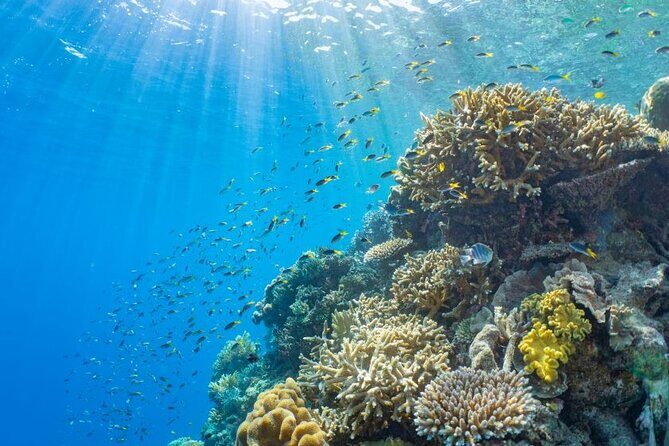 Moore Reef Day Tour with Dive from Cairns - What We Think About the Value