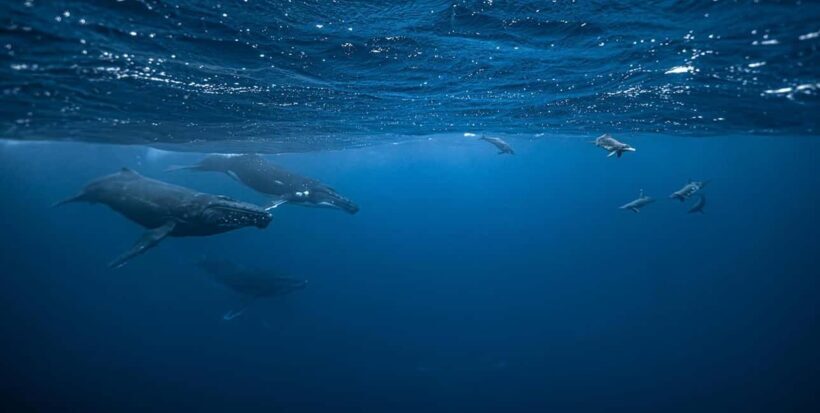Moorea 4H Shared Boat Tour Whale Swimming and Snorkeling - Who Should Consider This Tour?