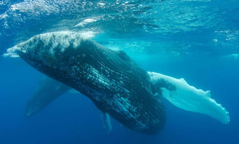 MOOREA 6H Private boat tour whales watching and Lunch - Key Points