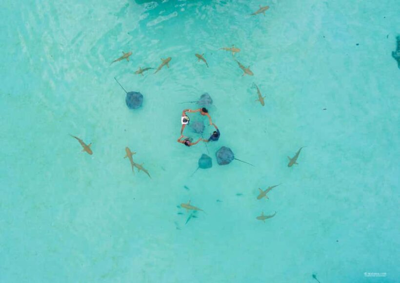 MOOREA 6H Private boat tour whales watching and Lunch - The Itinerary Breakdown: What to Expect