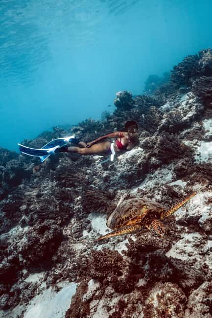 MOOREA 6H Private boat tour whales watching and Lunch - Final Thoughts