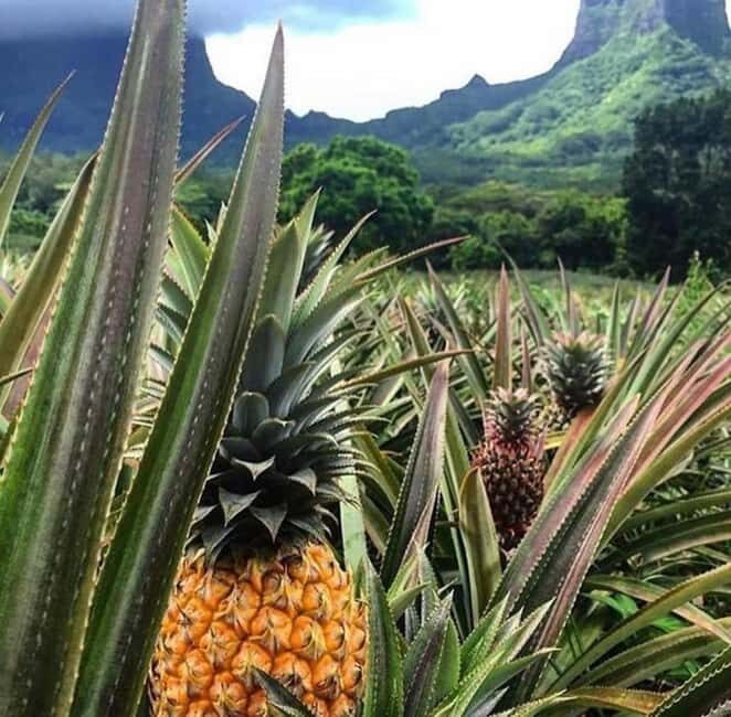 Moorea Cruise Ships 4x4, Belvedere Magic mount PRIVATE Tours - Cultural and Scenic Stops