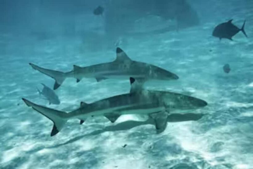 Moorea: Glass Bottom Boat Adventure with Lagoon Wonders - The Sum Up: Who Will Love This Tour?