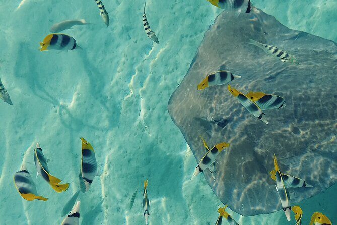 Mo'orea Half Day Private Tour with Snorkeling and Cruising the Lagoon - Logistics and Practical Details
