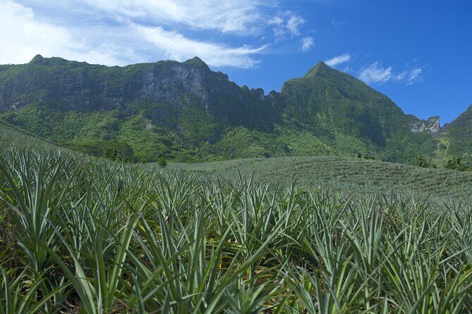 Moorea Highlights Private Tour: Natural and Cultural Attraction - An In-Depth Look at the Tour Itinerary