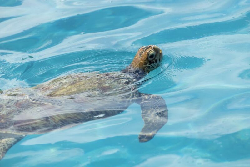 Moorea Highligts: Blue Lagoon Shore Attractions and Lookouts - Discovering Moorea’s Natural and Cultural Gems