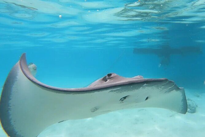 Moorea Lagoon Cruise 3 hours Snorkeling Tour - Refreshments and Comforts Onboard