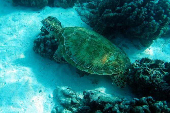Moorea Lagoon Tour by Transparent Kayak - An In-Depth Look at the Moorea Lagoon Tour Experience