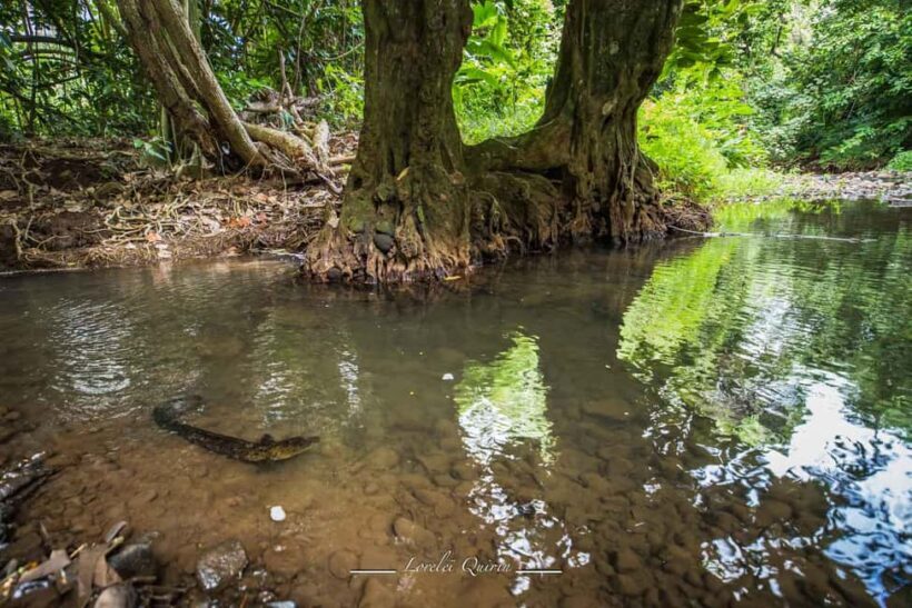 Moorea photographic excursion in private and adapted session - Key Points