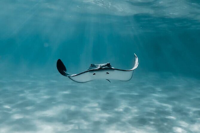 Moorea: Private Snorkeling Tour with Certify Guide - An Authentic Encounter in Moorea’s Waters