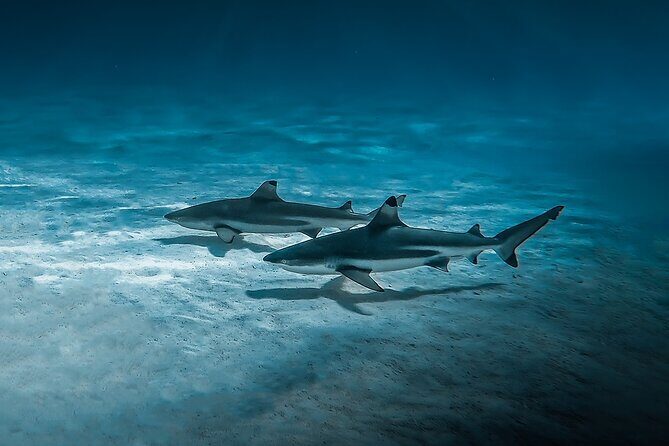 Moorea: Private Snorkeling Tour with Certify Guide - Final Thoughts: Is It Worth It?