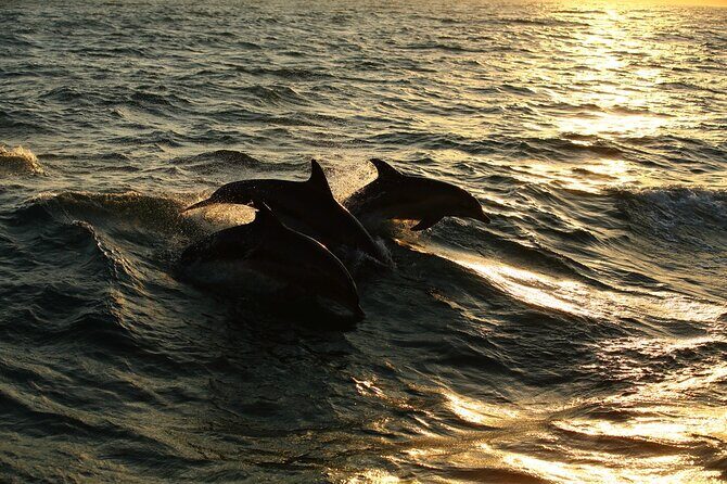 Moorea Sunset Boat Trip - FAQs about the Moorea Sunset Boat Trip