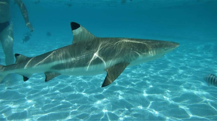 Moorea: Transparent Kayak Day Trip - Final Thoughts: Who Will Love This Tour?