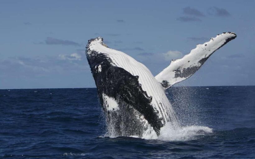 Moorea: Whale watching adventure - Key Points