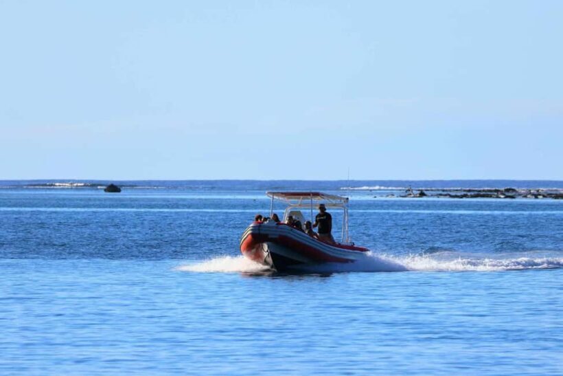 Moorea: Whale watching adventure - A Closer Look at the Moorea Whale Watching Experience