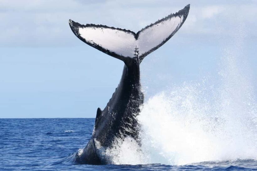 Moorea: Whale watching adventure - The Sum Up