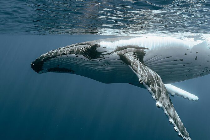 Moorea Whales Watching and Swimming Half Day Shared Tour - What’s Included and Not Included