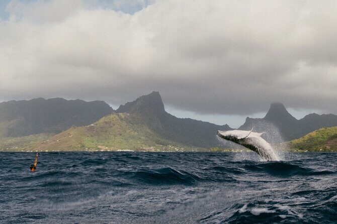 Moorea Whales Watching and Swimming Half Day Shared Tour - The Experience of a Lifetime? Evaluating the Value
