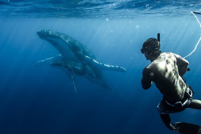 Moorea Whales Watching and Swimming Half Day Shared Tour - Final Thoughts