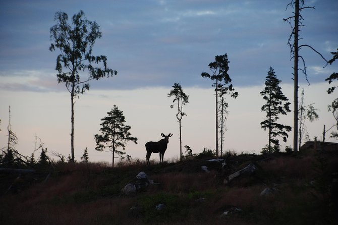 Moose safari in the wild Sweden Tiveden - Discover the Moose Safari in Tiveden, Sweden