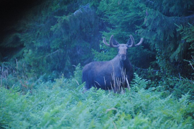 Moose safari in the wild Sweden Tiveden - The Value of the Tour