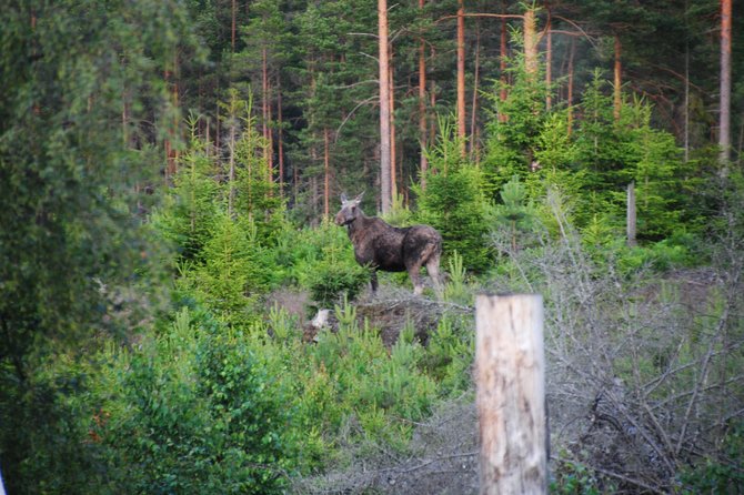 Moose safari in the wild Sweden Tiveden - Who Will Love This Tour?