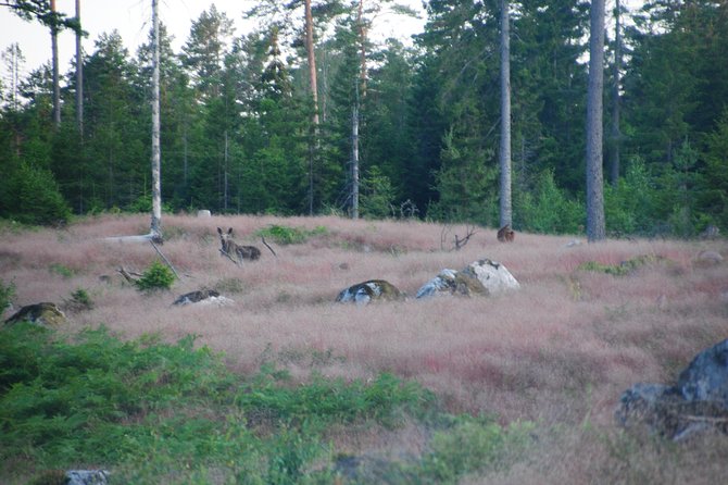 Moose safari in the wild Sweden Tiveden - FAQs