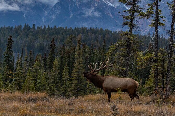 Moraine Lake, Lake Louise, Banff Highlights & Wildlife Expedition - The Sum Up