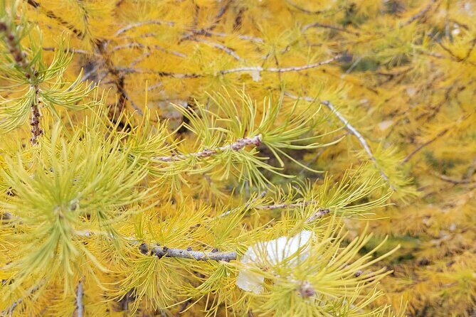 Moraine Lake: Larch Valley Hike, Departure from Banff - Value and Pricing