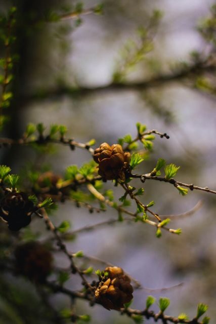 Moraine Lake & Larch Valley Hike - Key Points