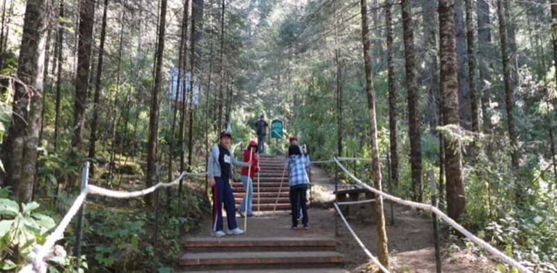 Morelia: Monarch Butterfly Tour - Starting Point and Transportation