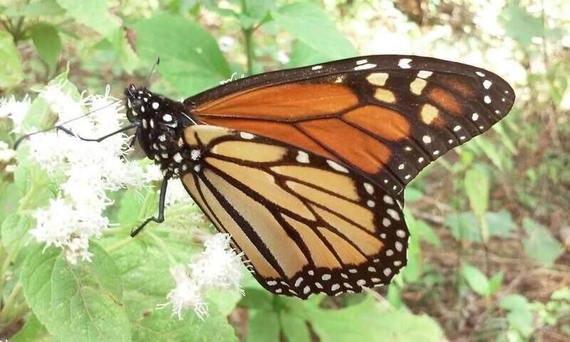 Morelia: Monarch Butterfly Tour - The Hiking and Wildlife Viewing