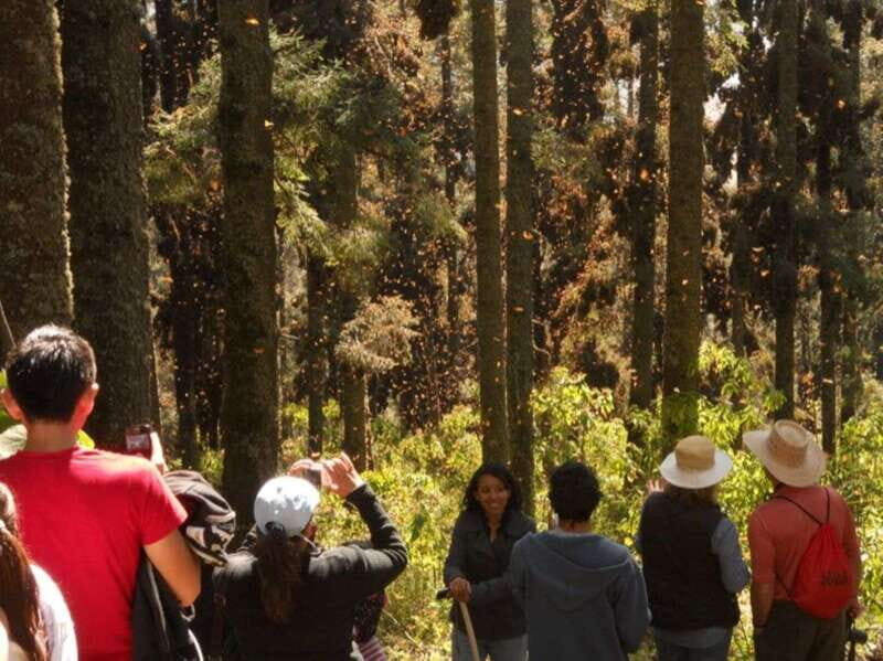 Morelia: Monarch Butterfly Tour - Return and Reflection