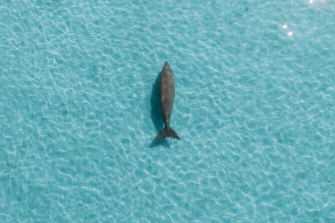 Moreton Island Eco Marine Safari Cruise and Snorkel - FAQs