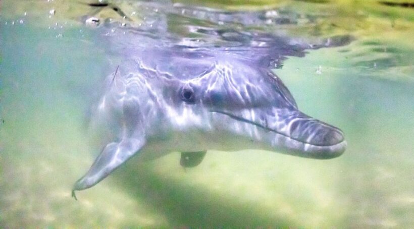 Moreton Island: Tangalooma ATV Quad Bike & Dolphin Feeding - How the Day Unfolds