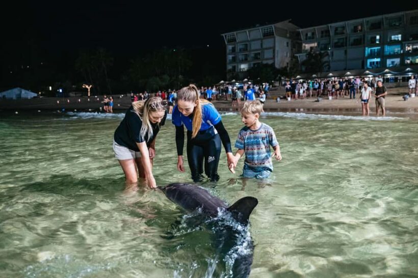 Moreton Island: Tangalooma Desert Safari and Dolphin Feeding - Introduction