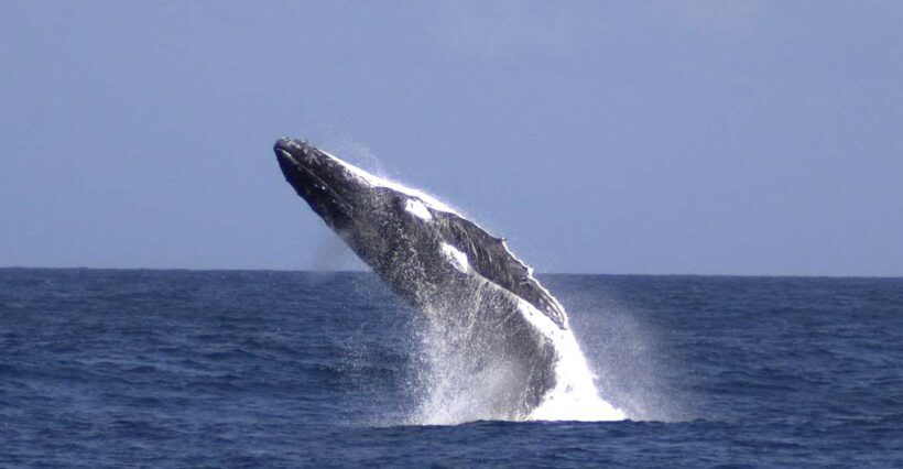 Moreton Island: Tangalooma Whale Watching & Dolphin Feeding - Getting There and What to Expect