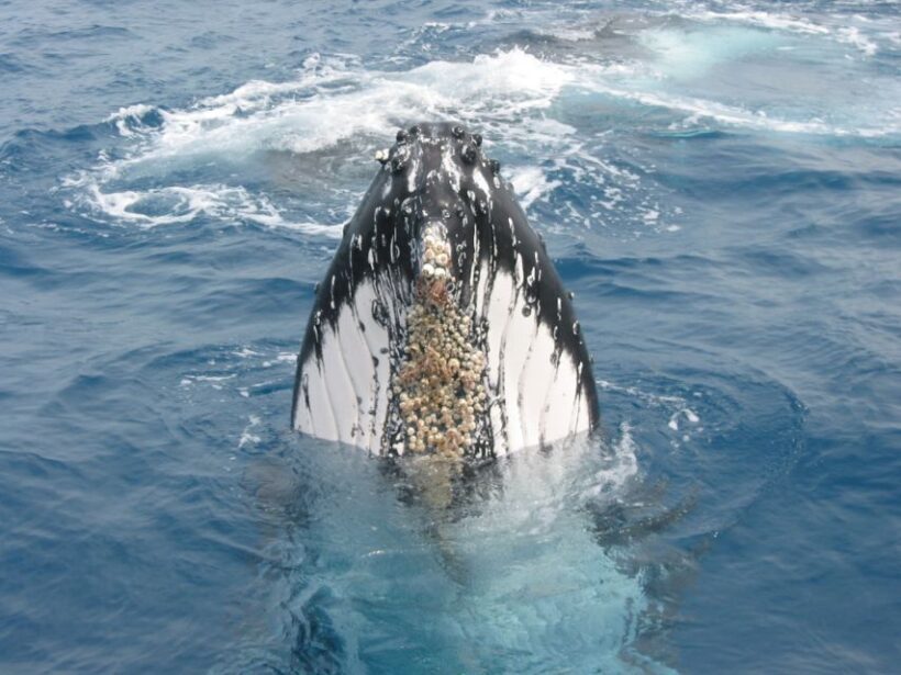 Moreton Island: Tangalooma Whale Watching & Dolphin Feeding - The Dolphin Feeding Experience